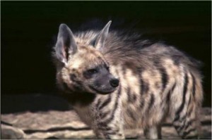 Hiena rayada (Hyaena hyaena) » HIENAPEDIA